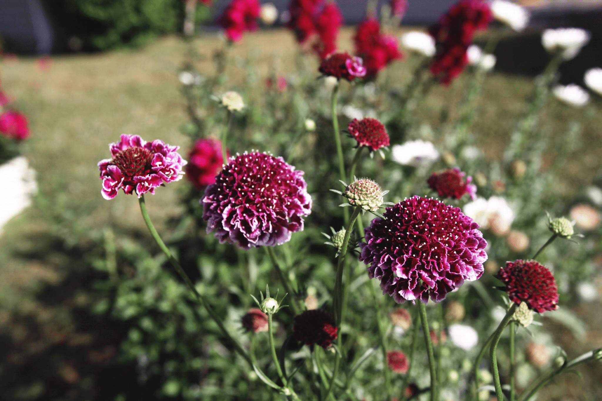 Ruby Capsule Garden | Plantgem