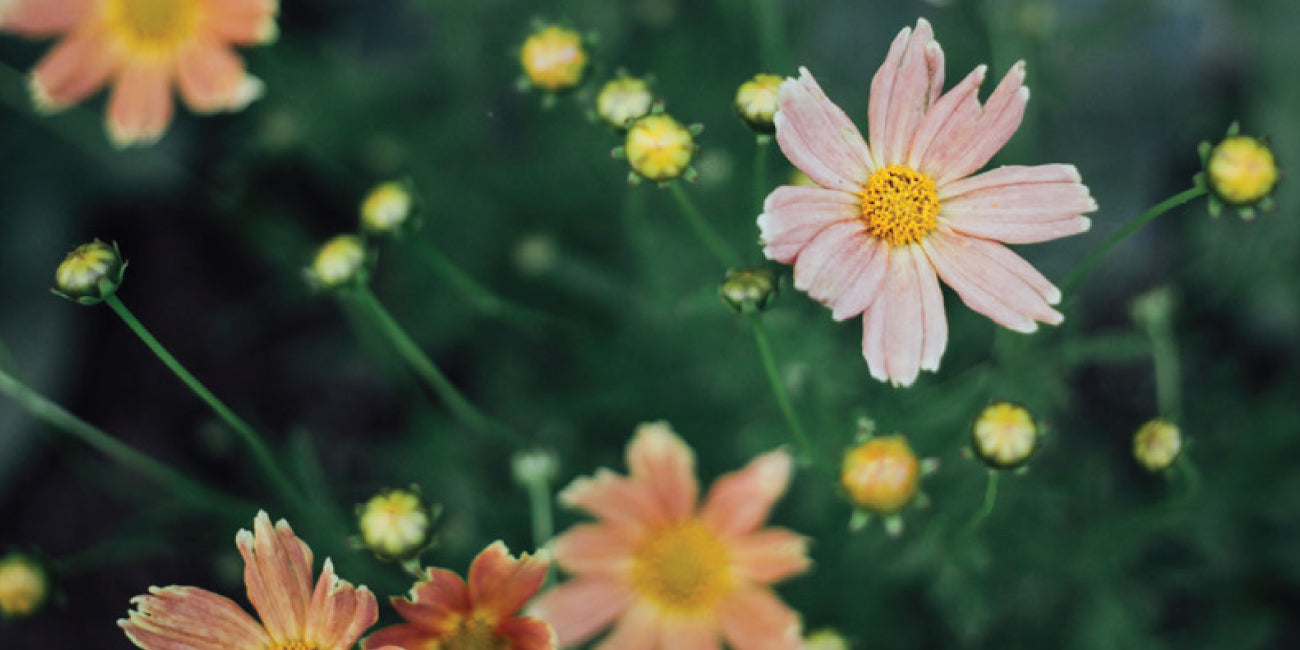 Native Plants – Plantgem