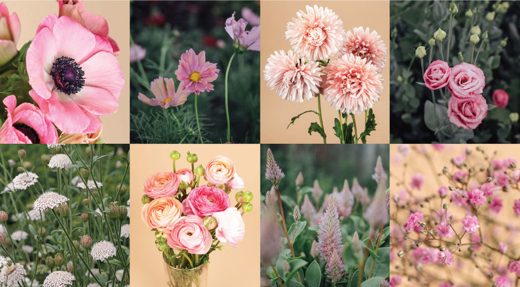 Pink Cutting Capsule Garden – Plantgem