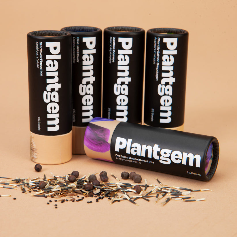 Cosmo Mix Seed Bundle | Plantgem