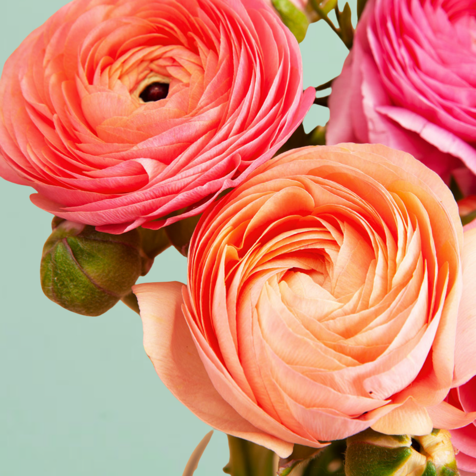 Elegance Pastello Ranunculus | 15 Corms | Plantgem