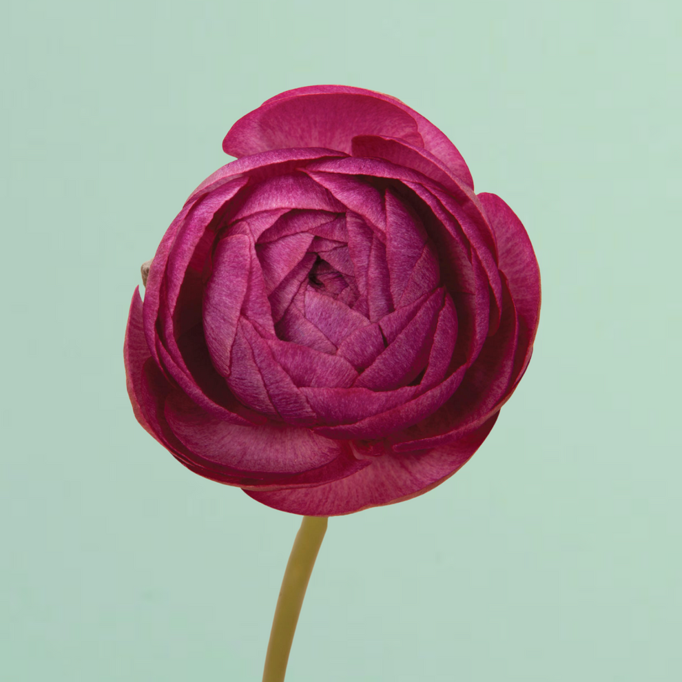 La Belle Violet Ranunculus | 15 Corms | Plantgem