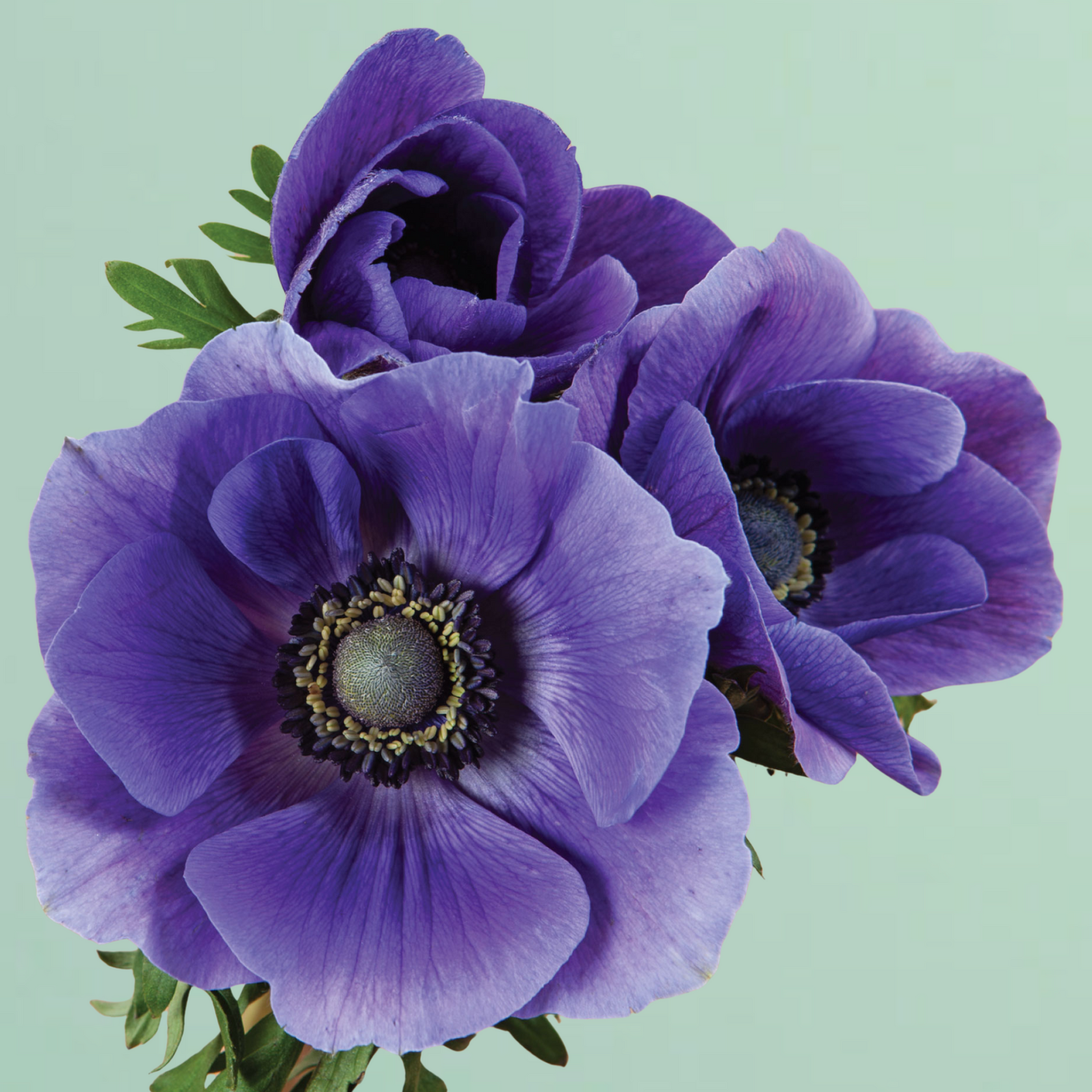 Meron Blue Anemone | 20 Corms | Plantgem