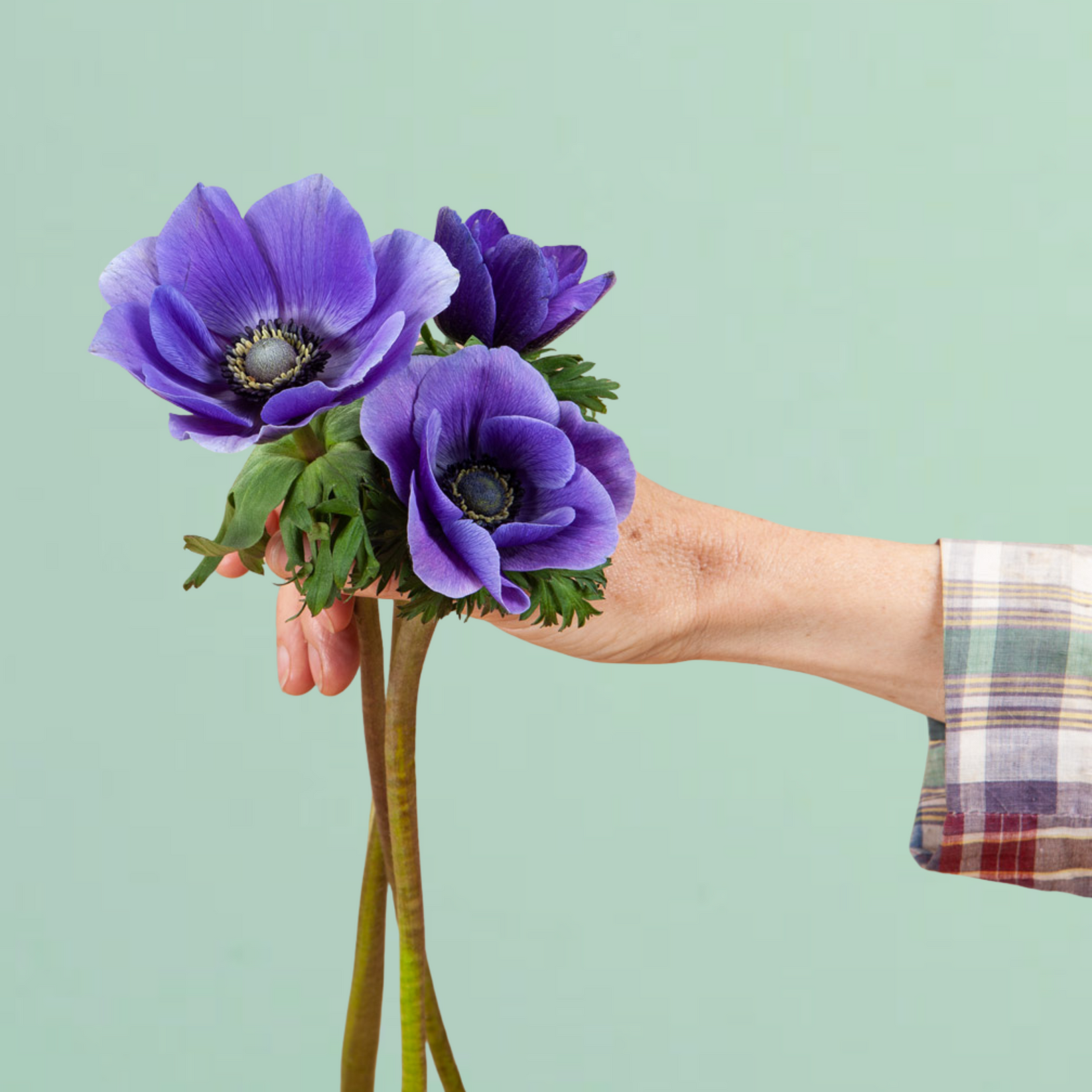 Meron Blue Anemone | 20 Corms | Plantgem