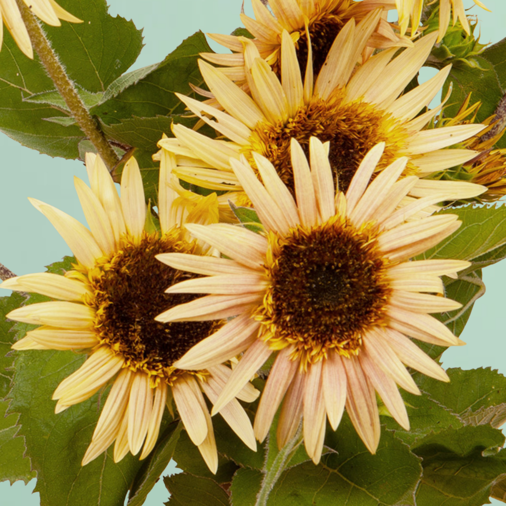 Astra Rose Cream Sunflower Annual Seeds | Plantgem