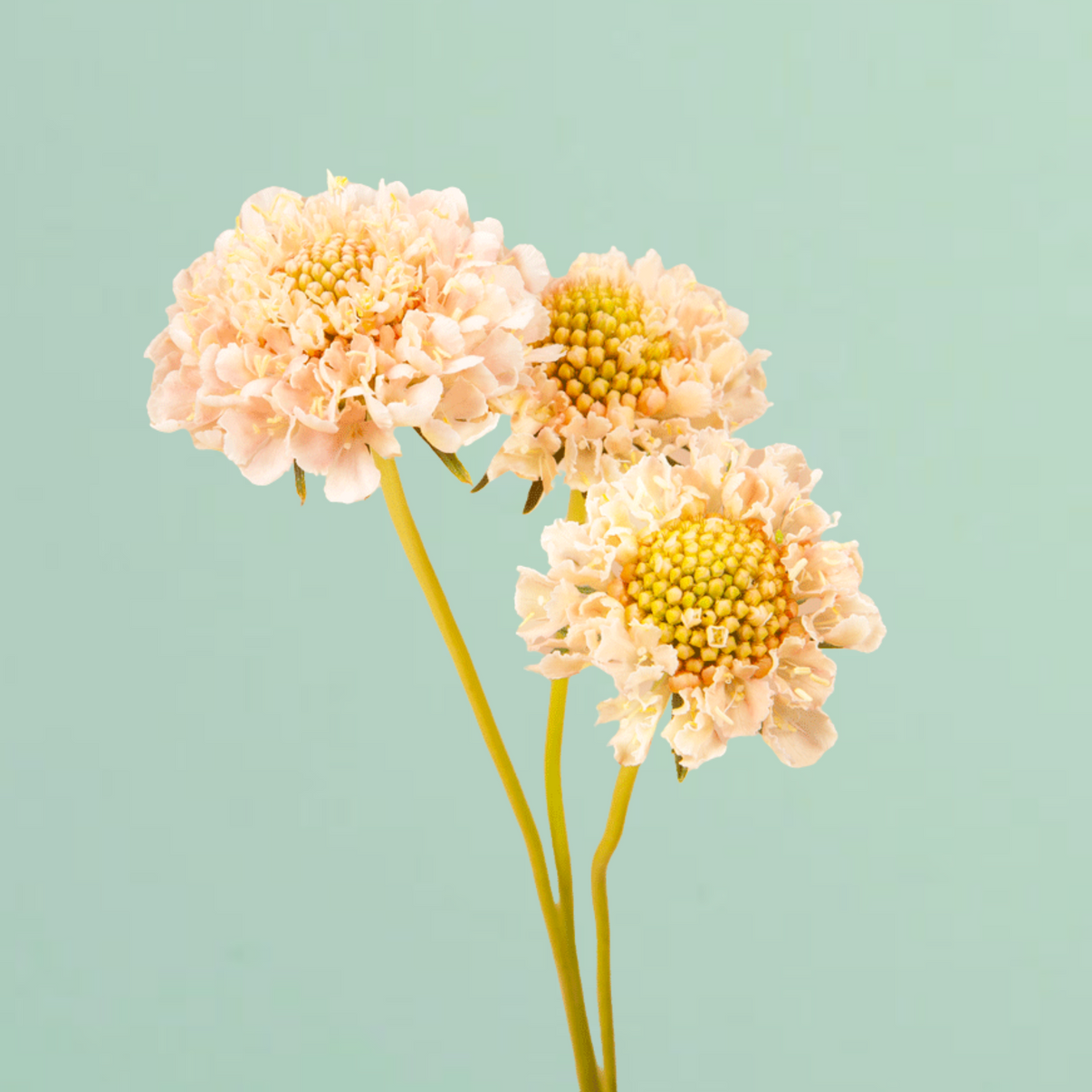 Fata Morgana Scabiosa Seeds | Plantgem
