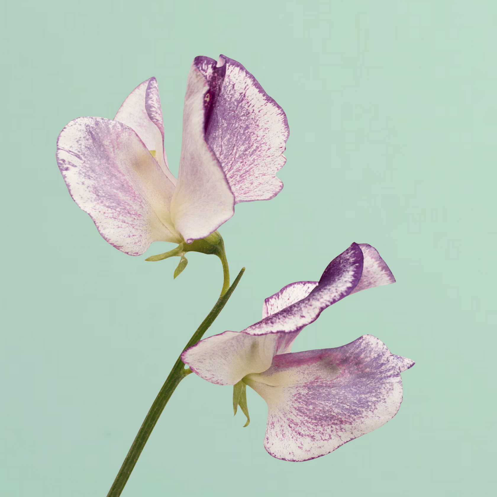 Sweet Pea Nimbus Summer Annual Flowers Seeds | Plantgem