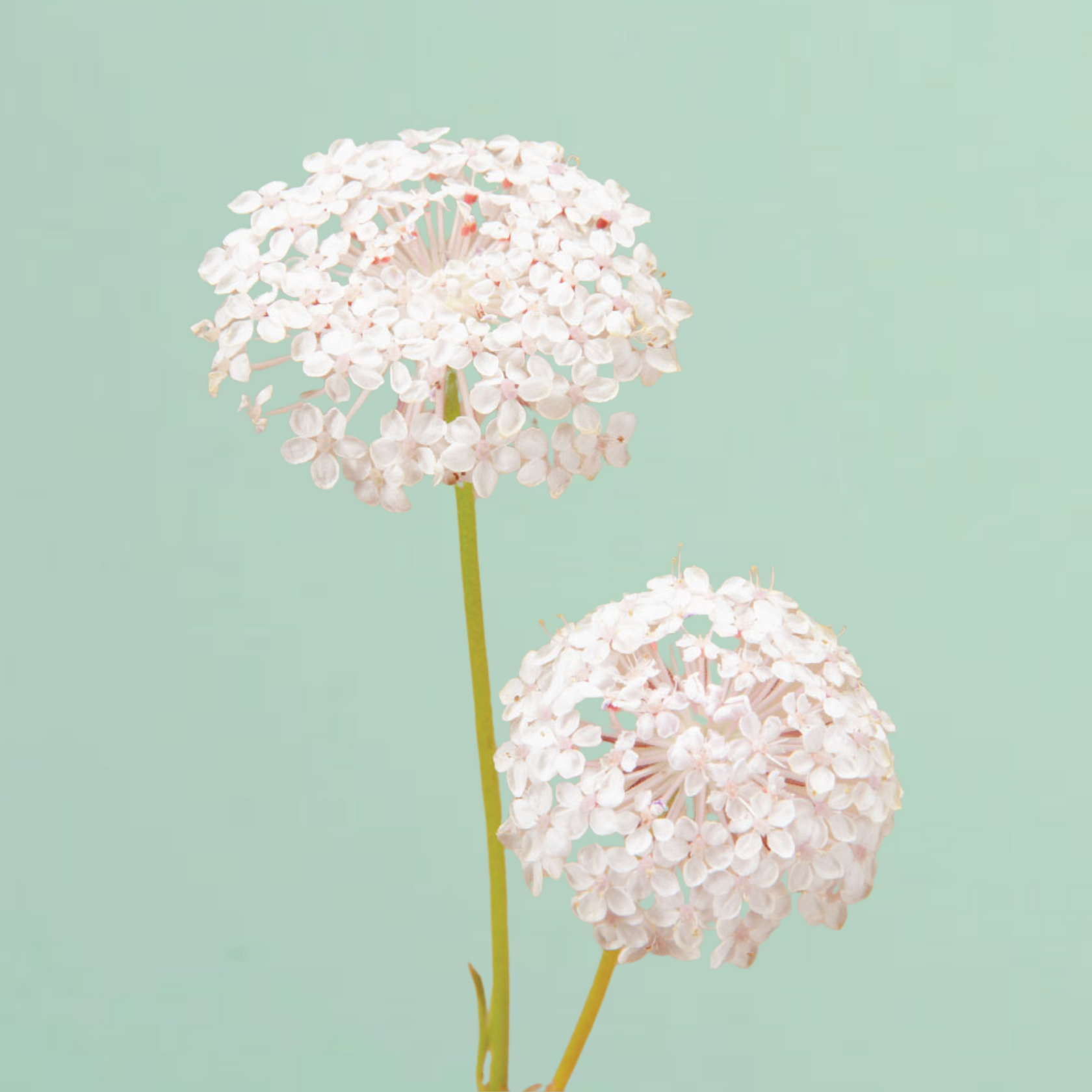 Lacy Pink Lace Flower Seeds | Plantgem