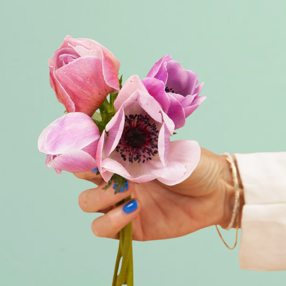 Mistral Rarity Anemone | 20 Corms | Plantgem