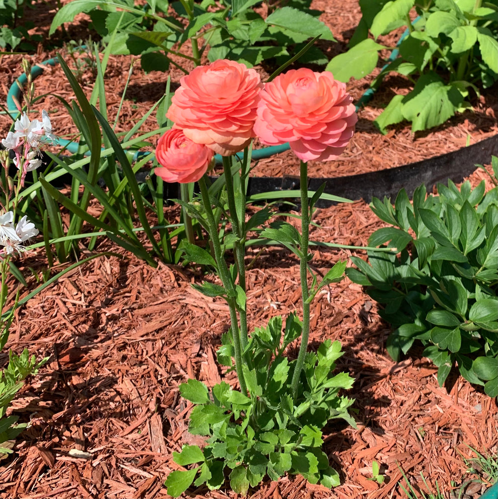 Elegance Pastello Ranunculus | 15 Corms | Plantgem