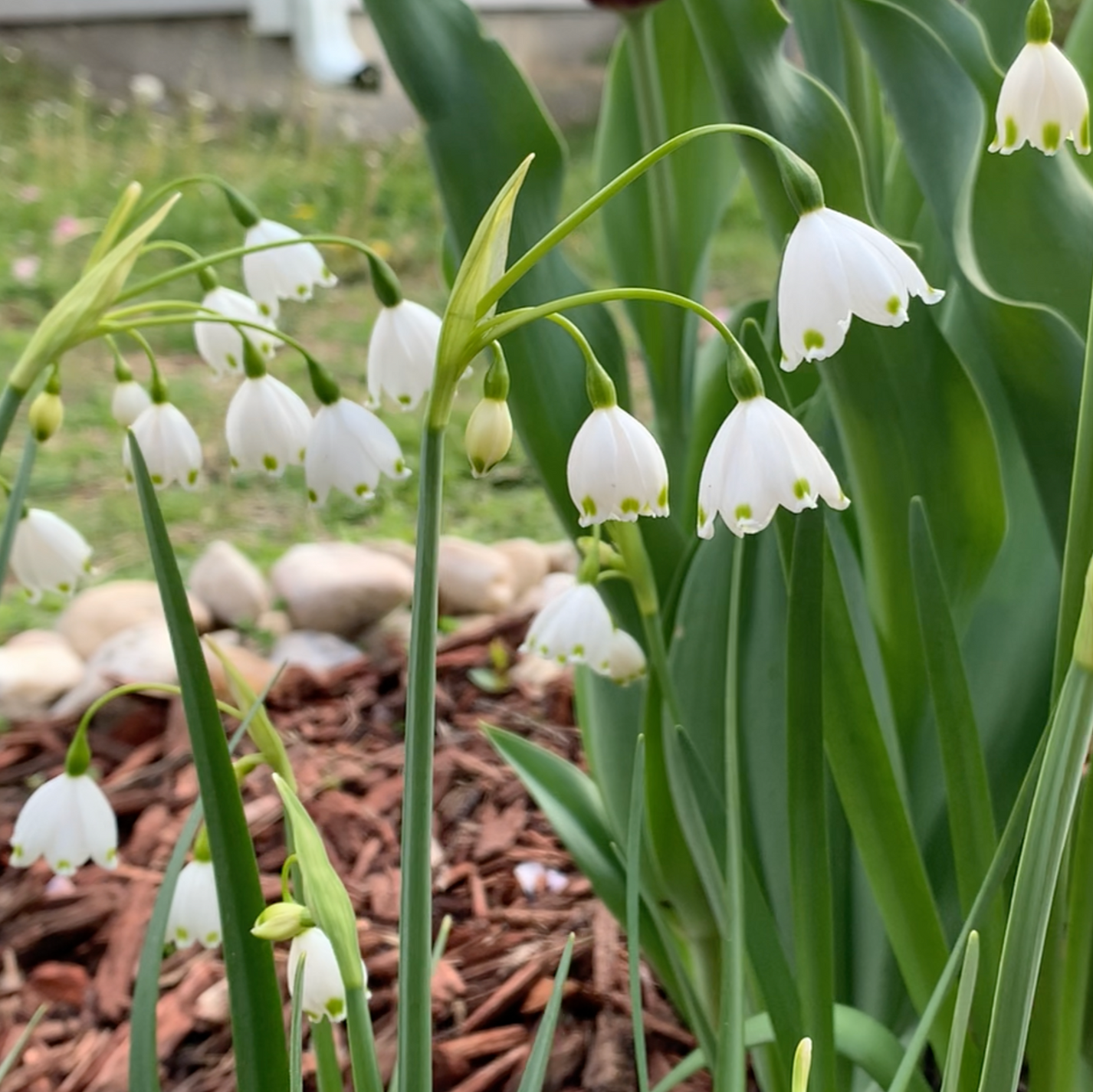 Snowflake Aestivum Giant | 12 Bulbs | Plantgem