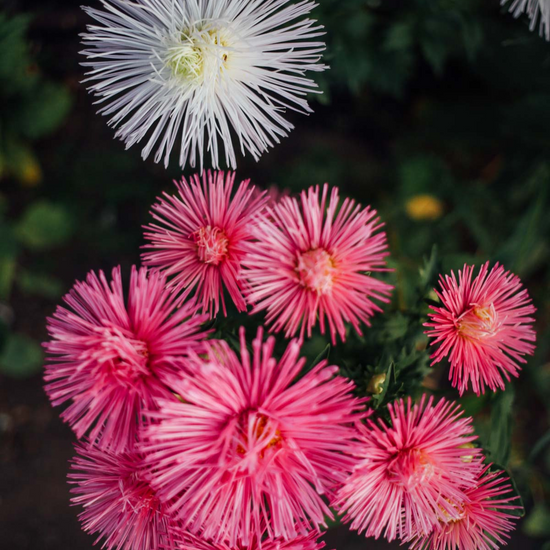 Aries Seed Bundle | Plantgem