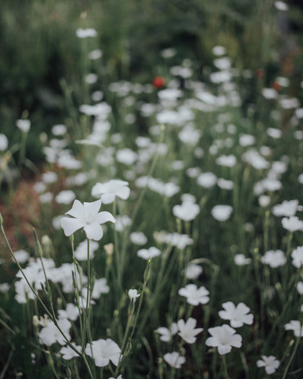 Ocean Pearls Agrostemma Annual Flower Seeds | PlantGem – Plantgem