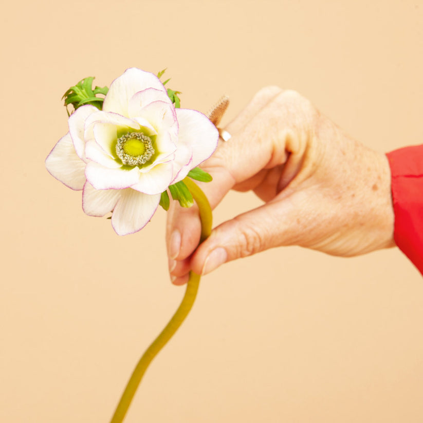 Anemone Mistral Rarity Corms – Plantgem