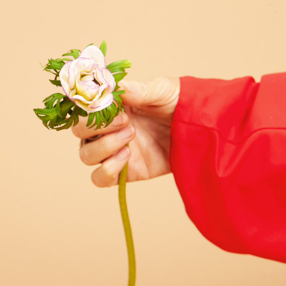 Anemone Mistral Rarity Corms – Plantgem