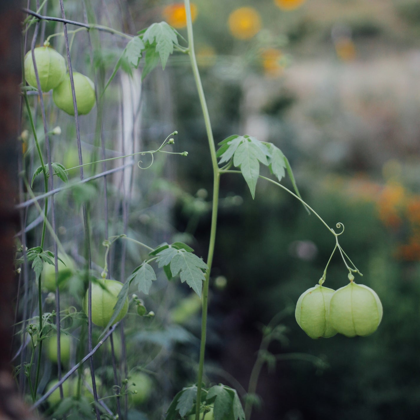 Love in a Puff Summer Annual Flowers Seeds | PlantGem – Plantgem