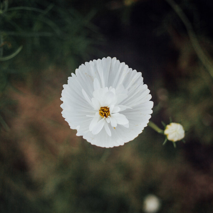 Cupcakes and Saucers Mix Cosmos Seeds | Plantgem