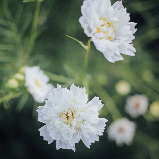 Cosmo Mix Seed Bundle | Plantgem