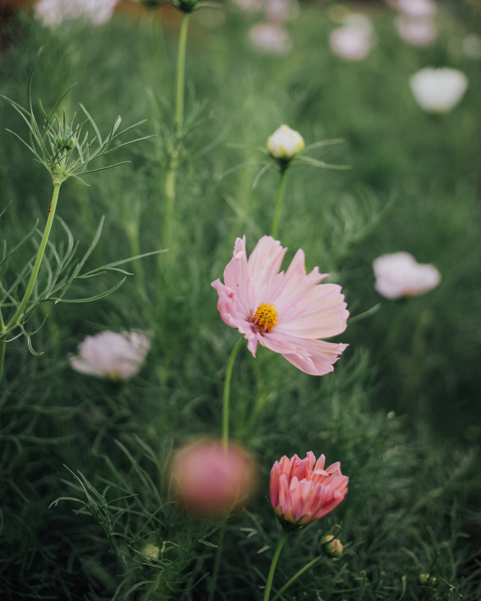 Apricotta Cosmos Summer Annual Flower | PlantGem – Plantgem