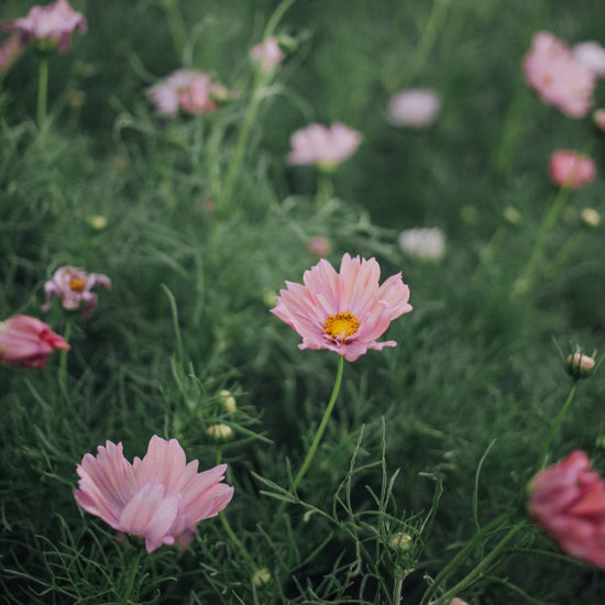 Cosmo Mix Seed Bundle | Plantgem