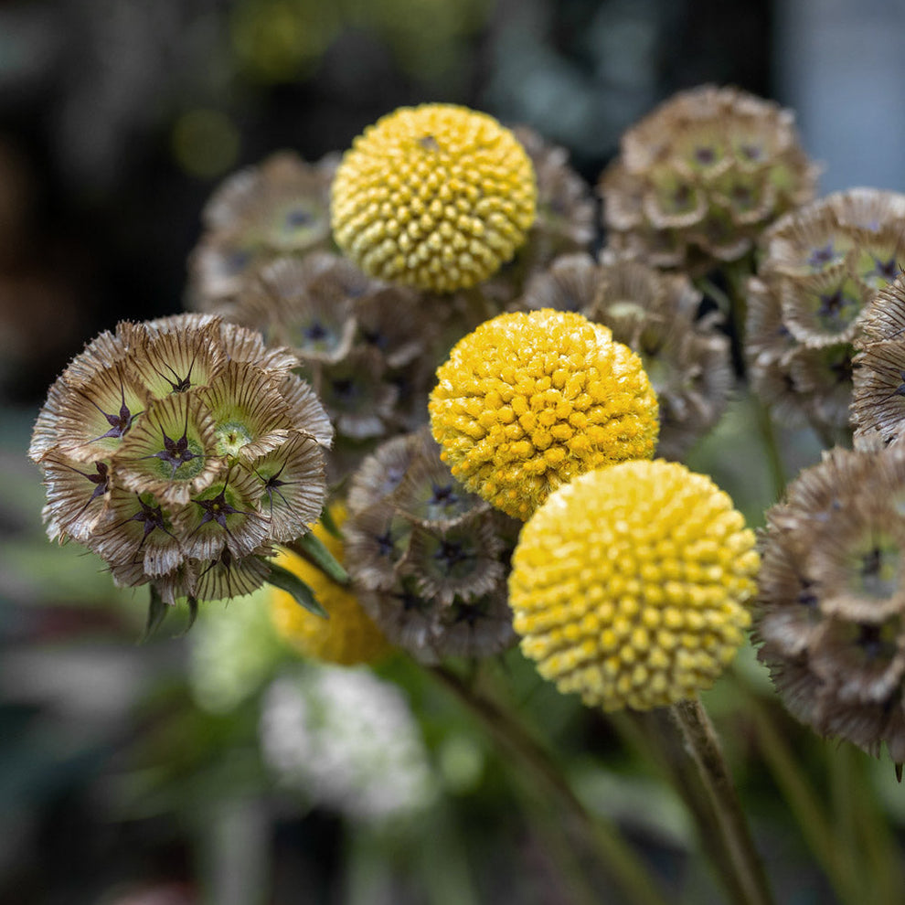 Sun Ball Craspedia Plants | Plantgem