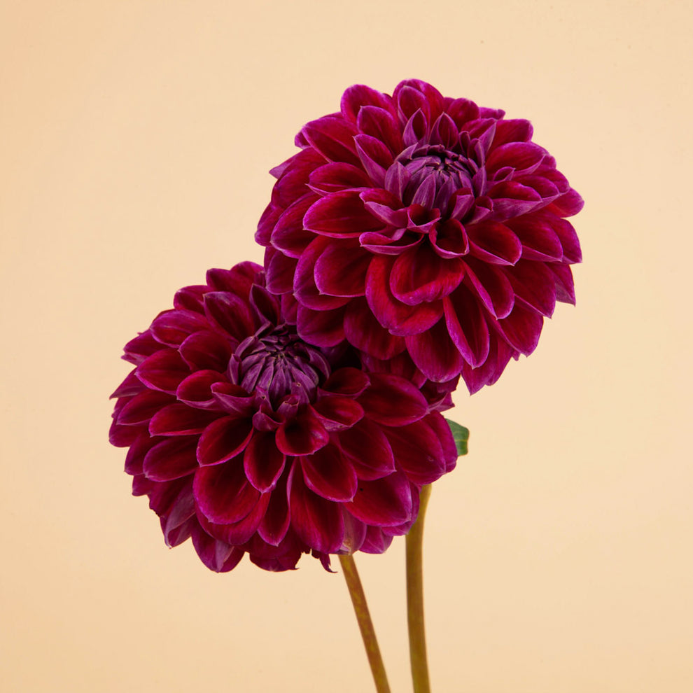 Diva Dahlia Tubers | Plantgem