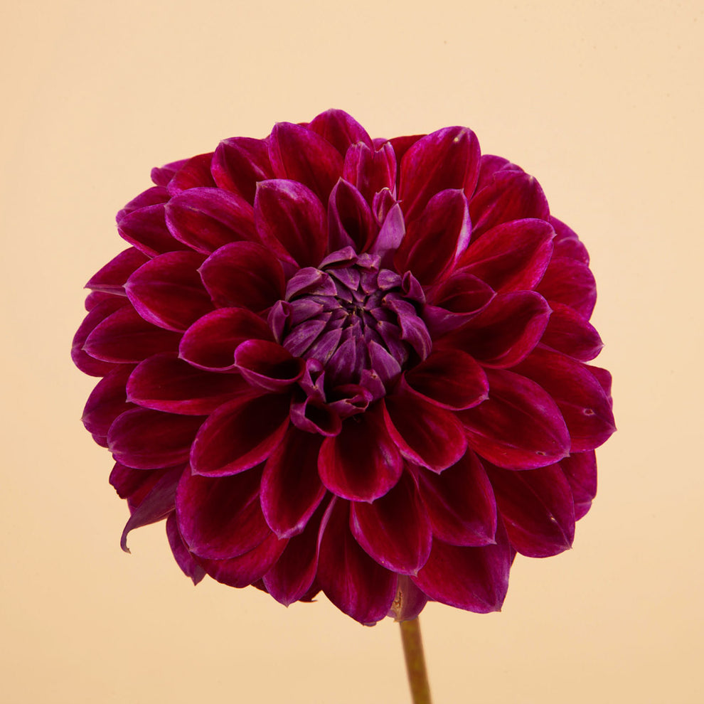 Diva Dahlia Tubers | Plantgem