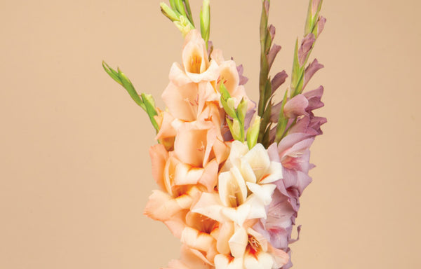 Gladiolas – Plantgem