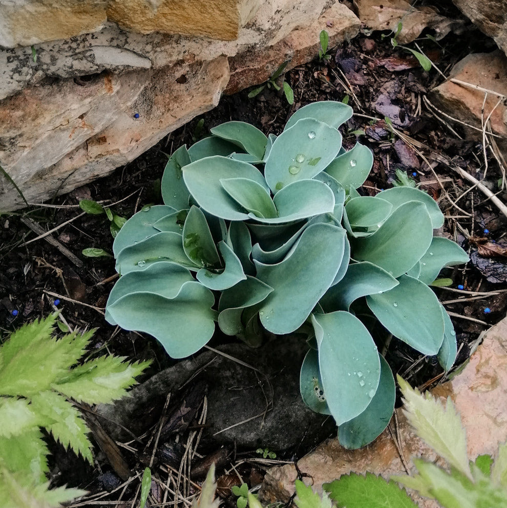 Blue Mouse Ear Hosta Plants | Plantgem