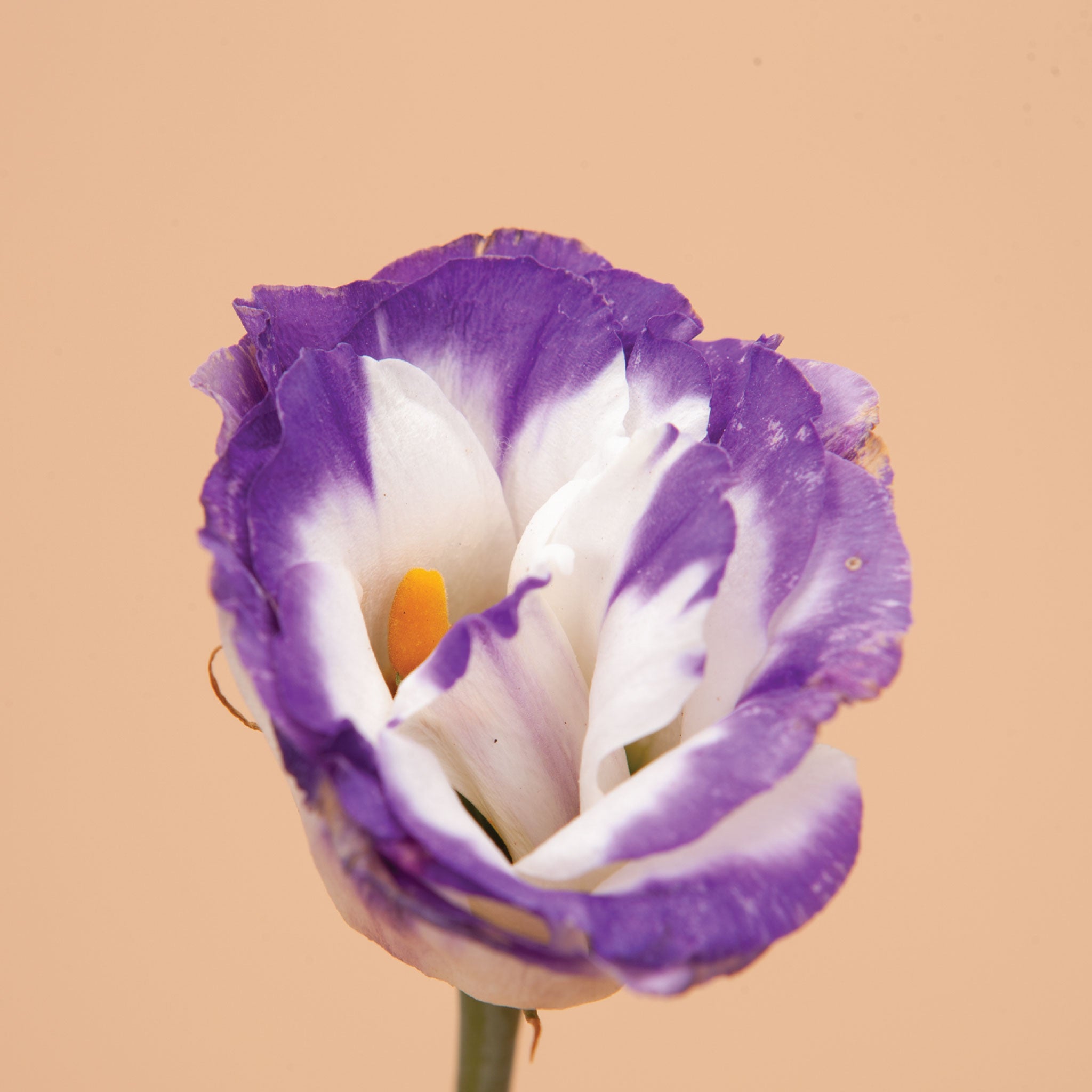 Blue Picotee Lisianthus Summer Annual Flower | PlantGem – Plantgem