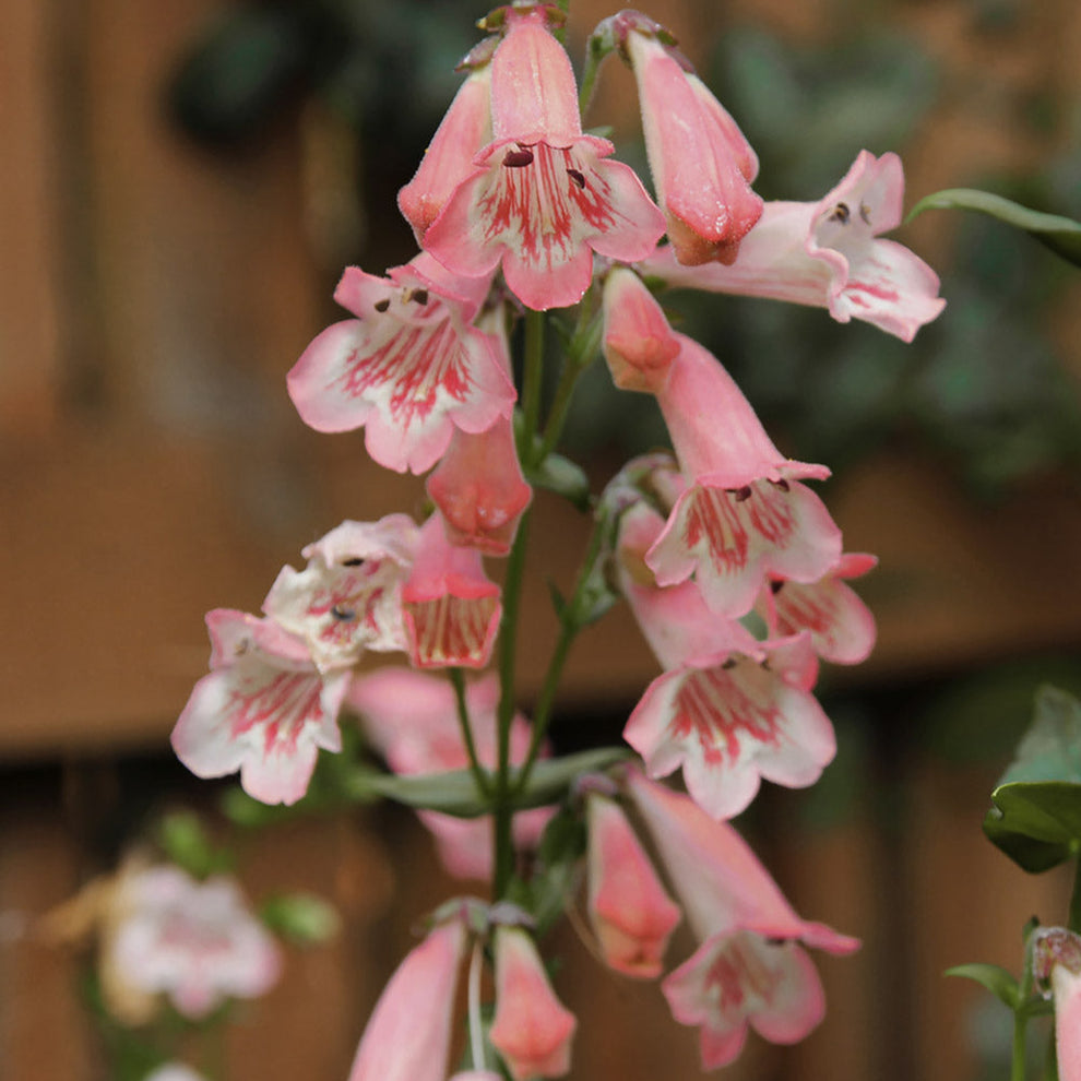 Twizzle Coral Penstemon Plants | Plantgem