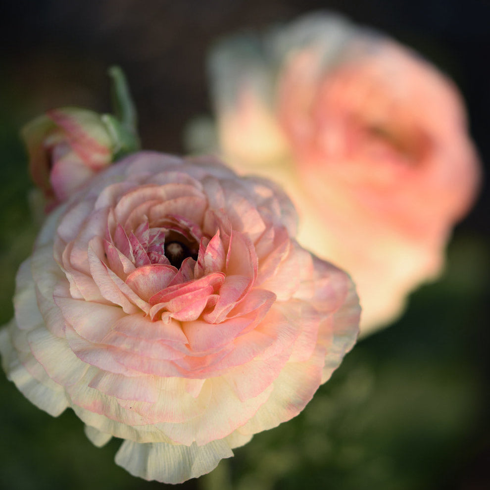 Elegance Pastello Ranunculus | 15 Corms | Plantgem