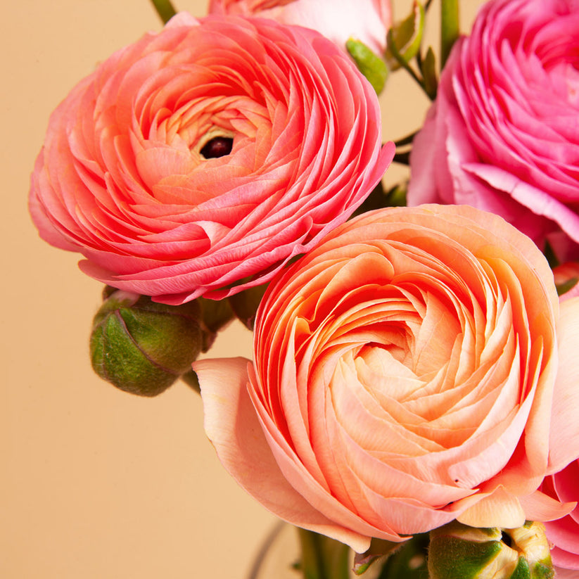 Elegance Pastello Ranunculus | 15 Corms | Plantgem