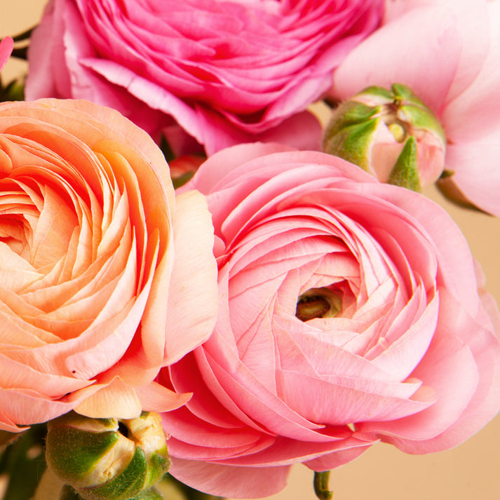 Elegance Pastello Ranunculus | 15 Corms | Plantgem