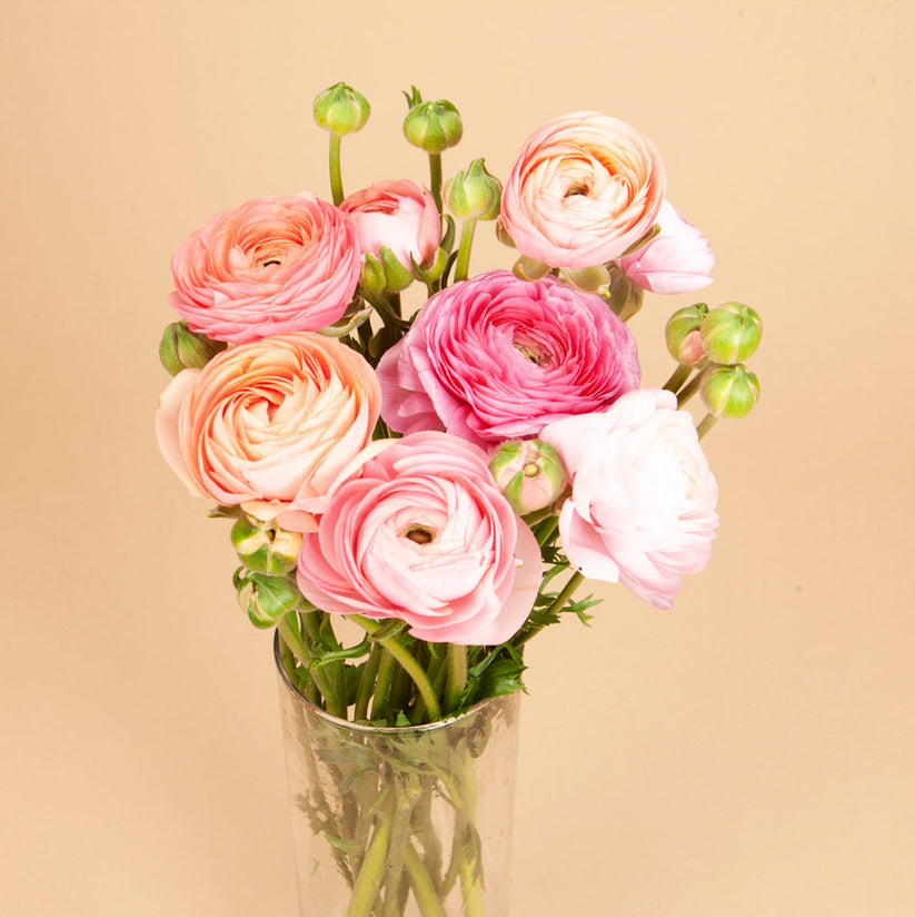 Elegance Pastello Ranunculus | 15 Corms | Plantgem