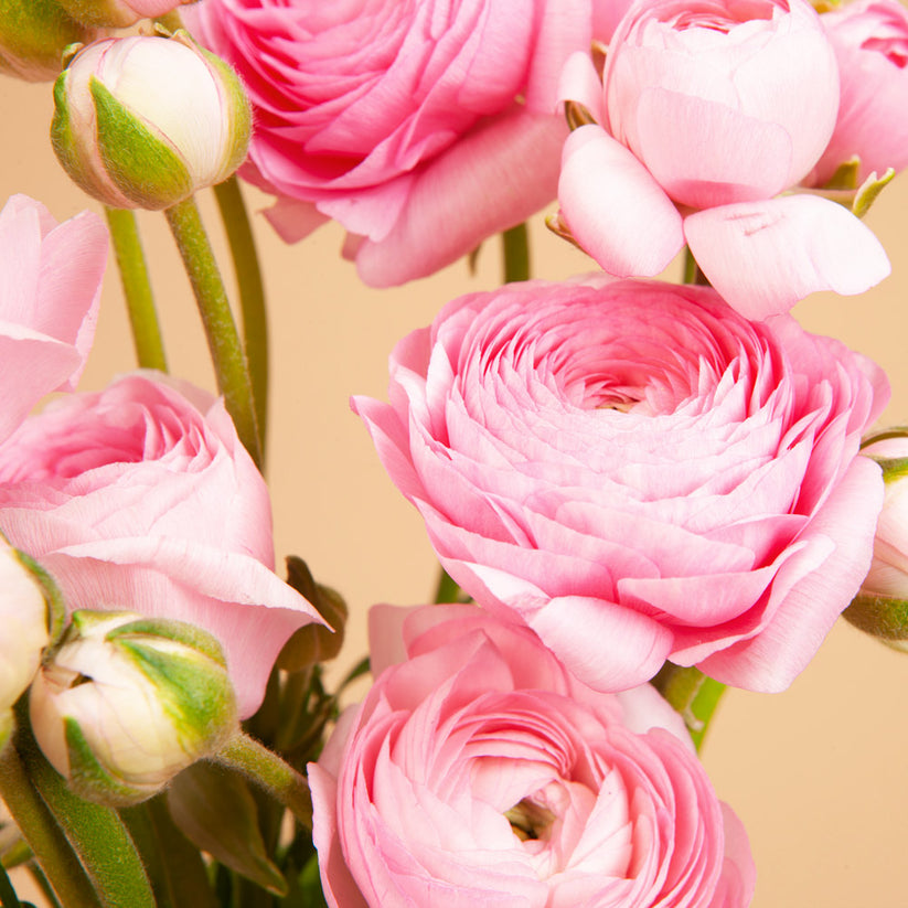 Rose Chiaro Ranunculus | 15 Corms | Plantgem