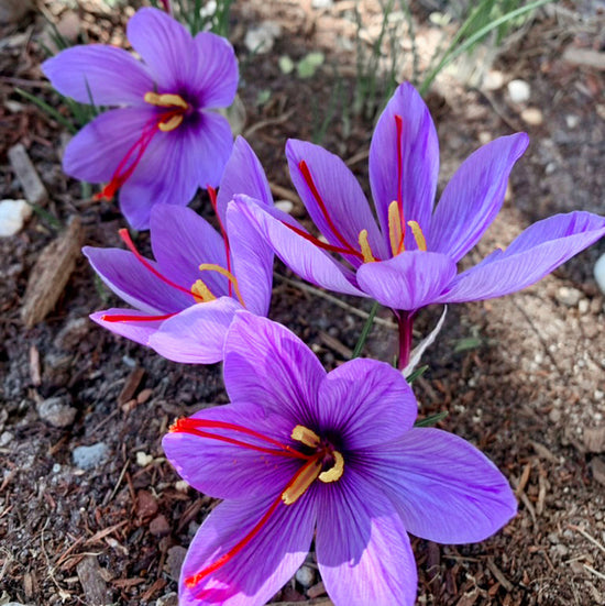 Saffron Crocus | 10 Bulbs | Plantgem