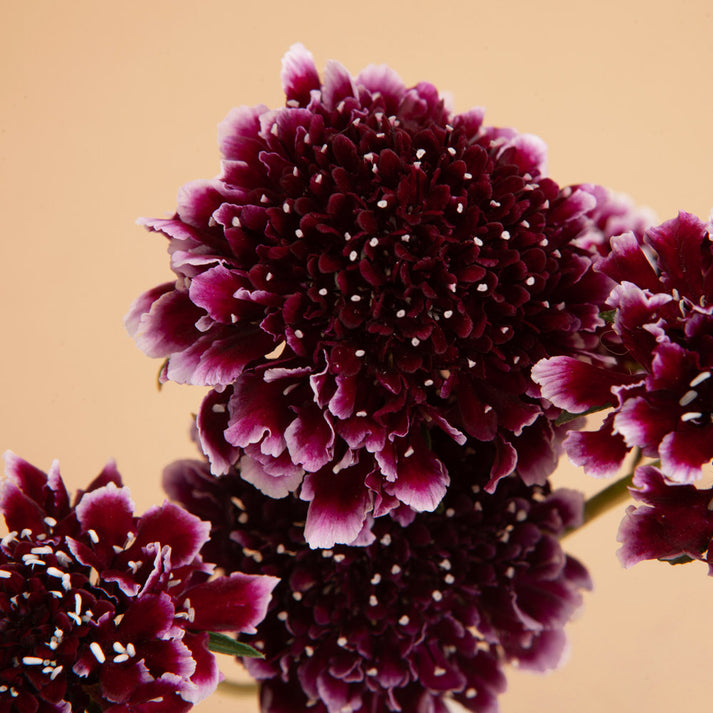 Cherry Vanilla Scoop Scabiosa Plants – Plantgem