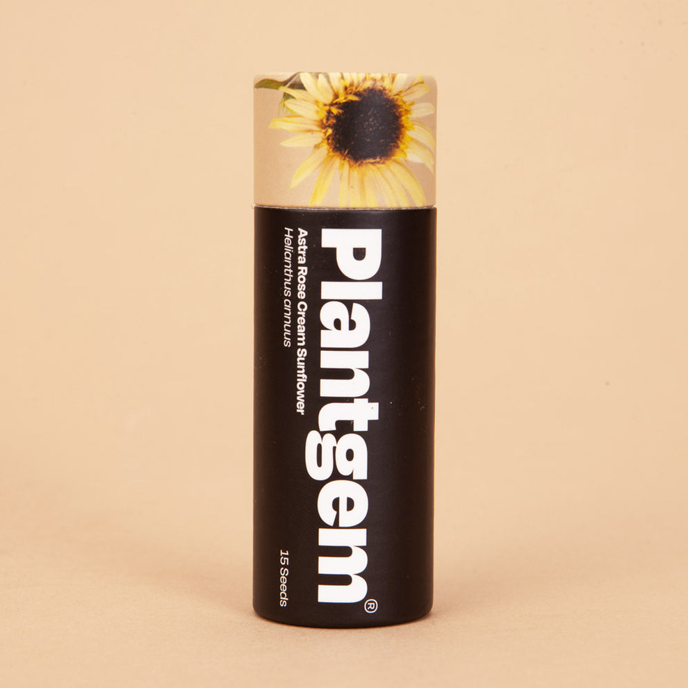 Astra Rose Cream Sunflower Annual Seeds | Plantgem