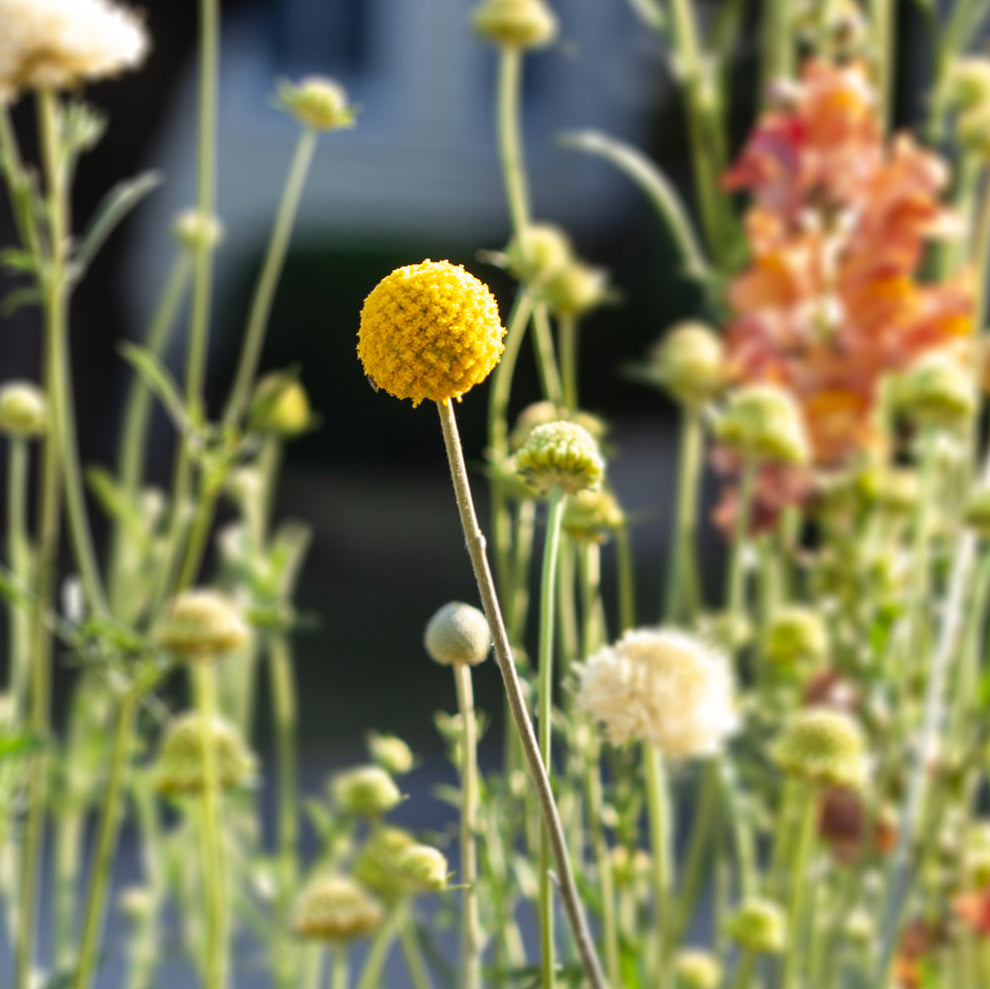 Sun Ball Craspedia Plants | Plantgem