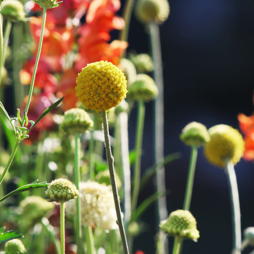 Sun Ball Craspedia Plants | Plantgem