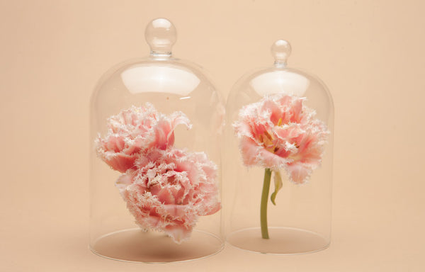 Grape Ice Muscari | 12 Bulbs | Plantgem