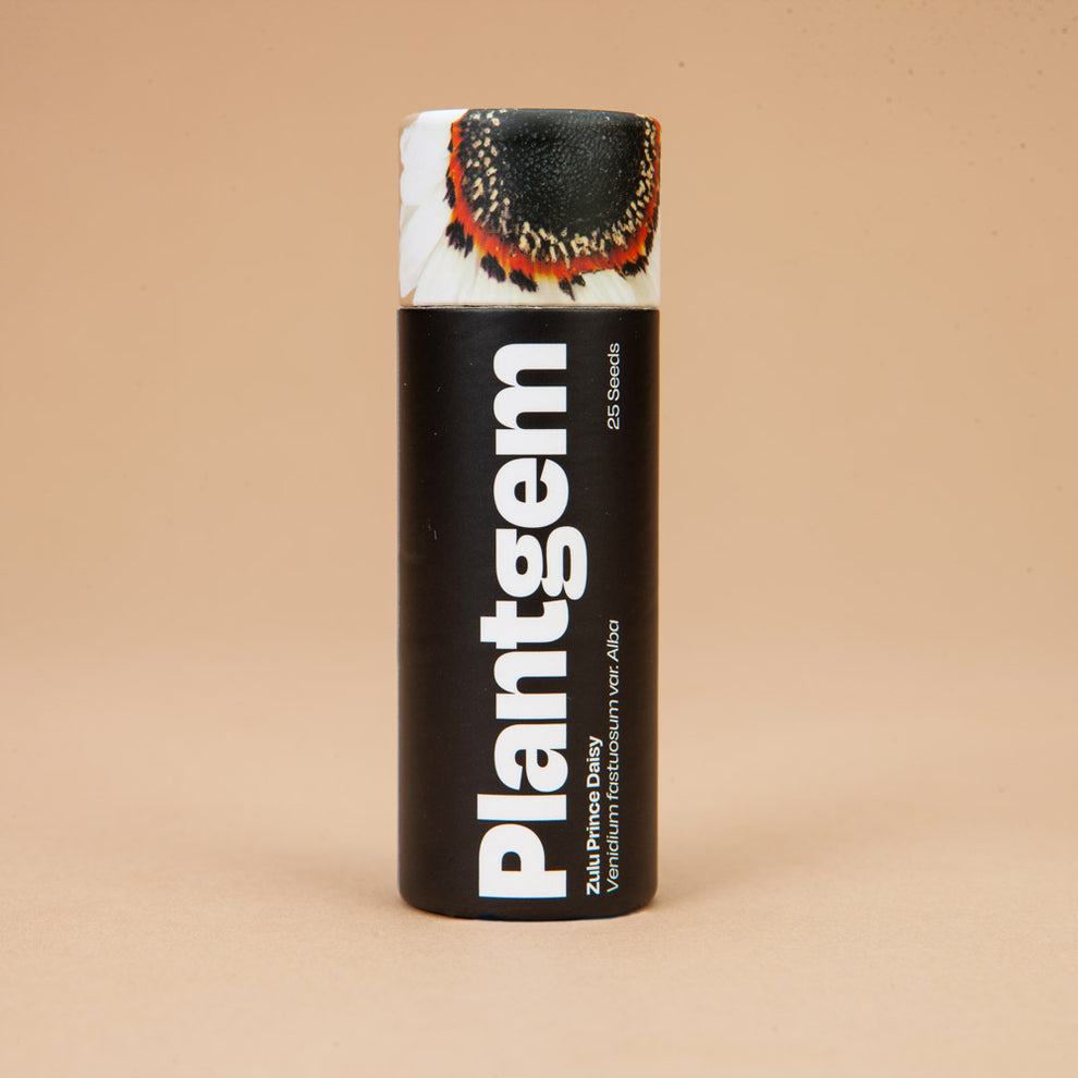 Zulu Prince Daisy Seeds | Plantgem