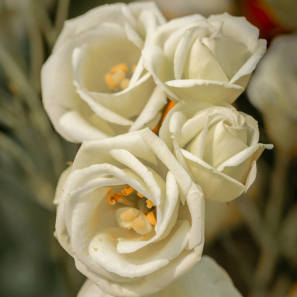 Corelli Yellow Lisianthus Plants | Plantgem