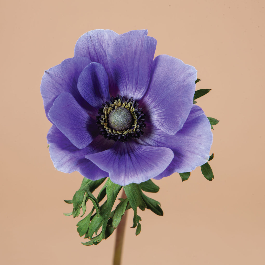 Meron Blue Anemone | 20 Corms | Plantgem
