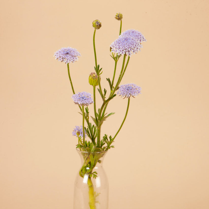 Blue Lace Flower Plants | Plantgem