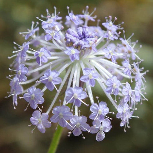 Blue Lace Flower Plants | Plantgem