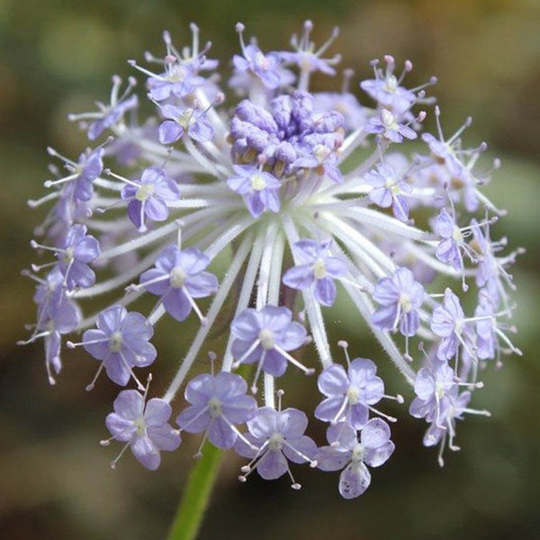 Blue Lace Flower Plants | Plantgem