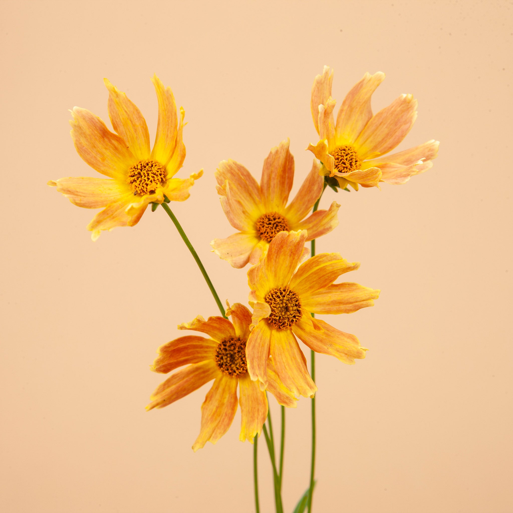 Créme Caramel Coreopsis Plants | Plantgem