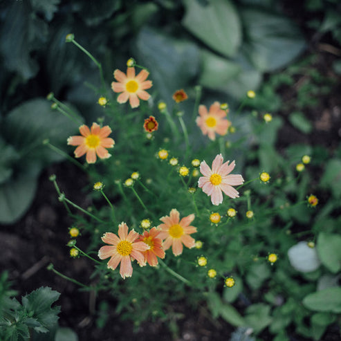 Créme Caramel Coreopsis Plants | Plantgem